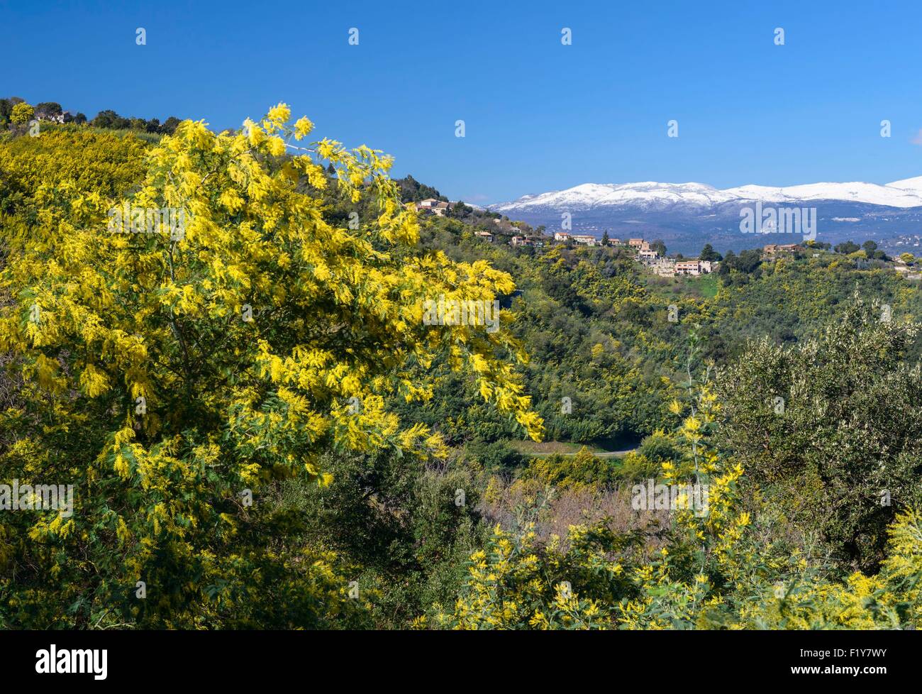 France, Var, Tanneron massif covered with mimosas, Tanneron village and ...