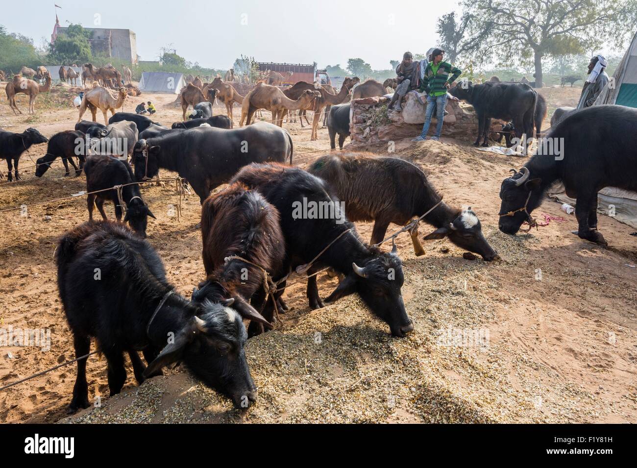 India, Rajasthan state, Nagaur, the Nagaur cattle fair is the largest ...