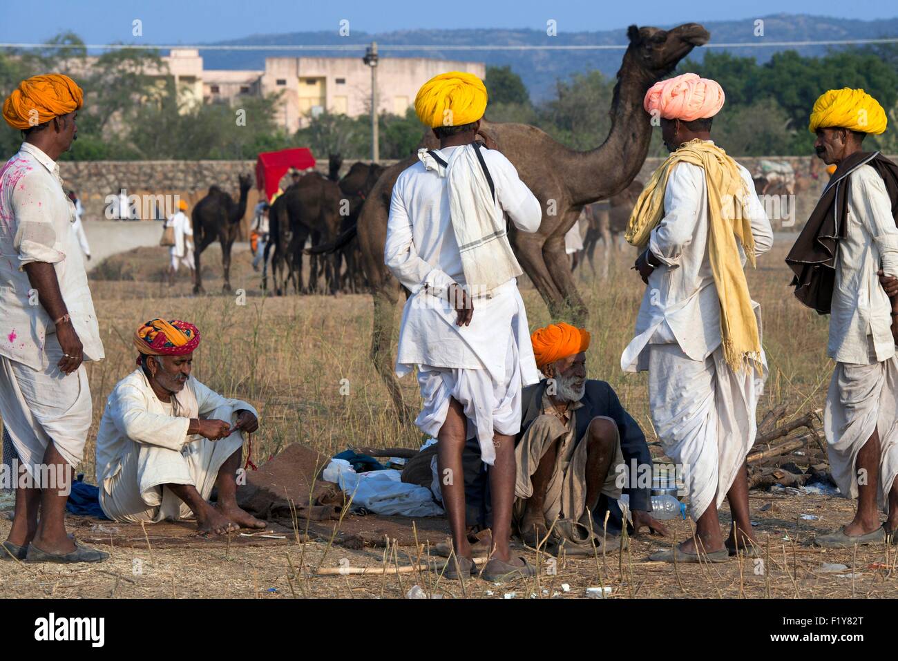 Domestic cattle india hi-res stock photography and images - Alamy
