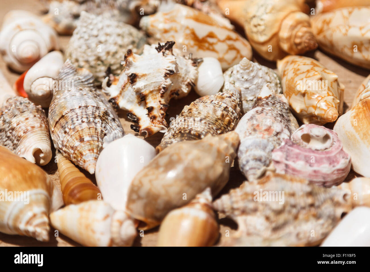 Sea shells close up in Santa Maria beach in Cape Verde Stock Photo - Alamy