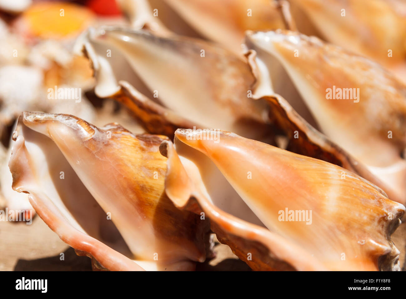 Cape verde sea snail hi-res stock photography and images - Alamy