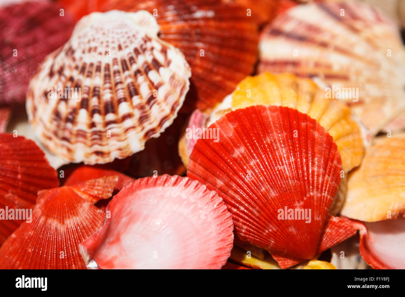 Cape verde sea snail hi-res stock photography and images - Alamy
