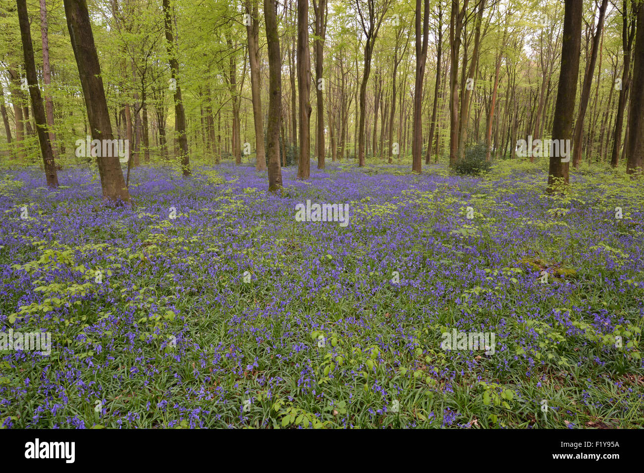 Bluebells in Micheldever Wood in Hampshire, England Stock Photo - Alamy
