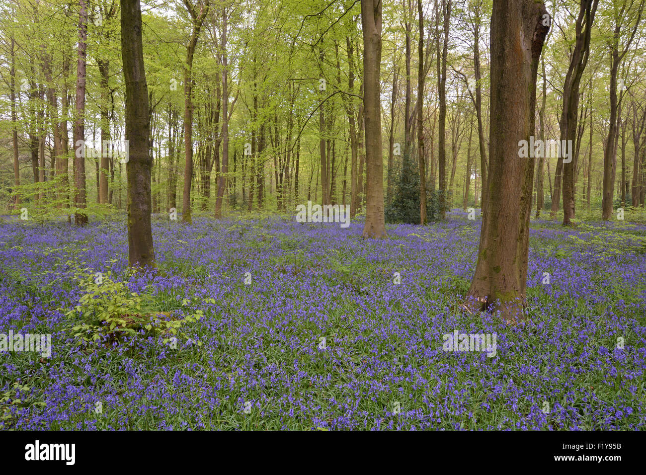 Bluebells in Micheldever Wood in Hampshire, England Stock Photo - Alamy