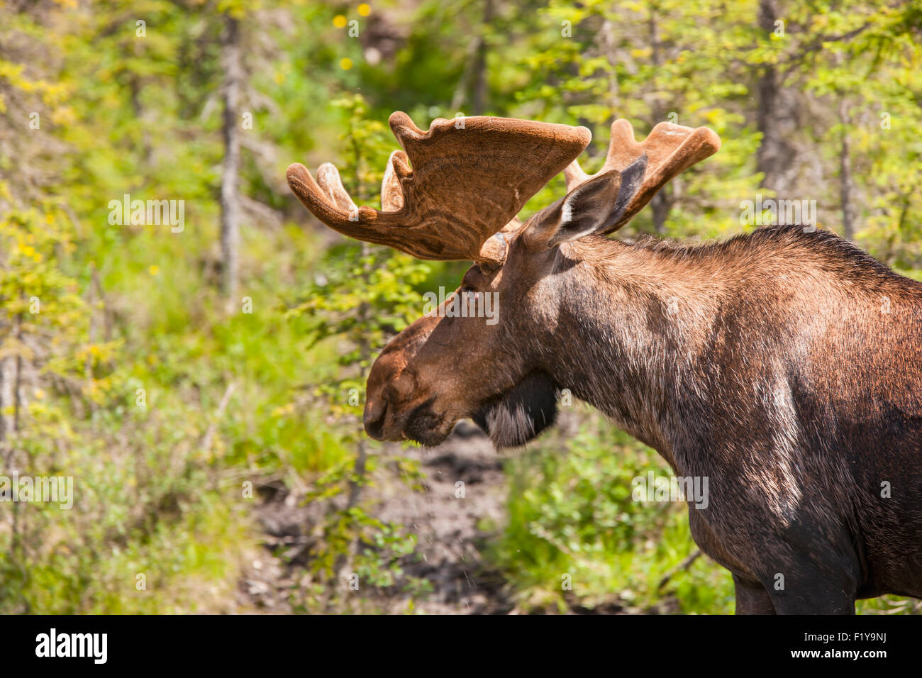Moose close up profile view hi-res stock photography and images - Alamy