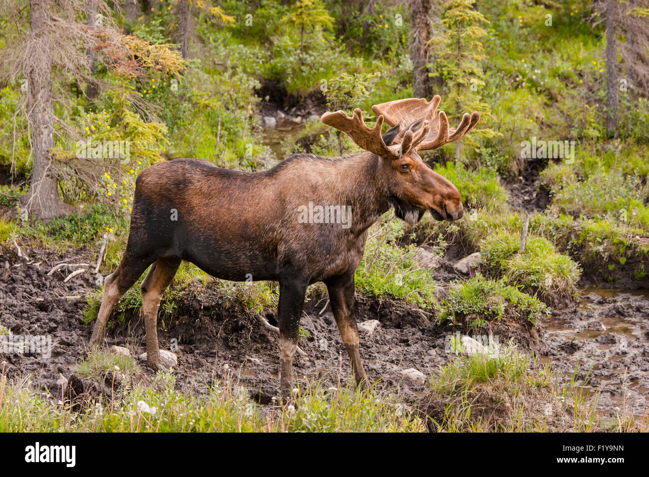 Moose antler hi-res stock photography and images - Alamy