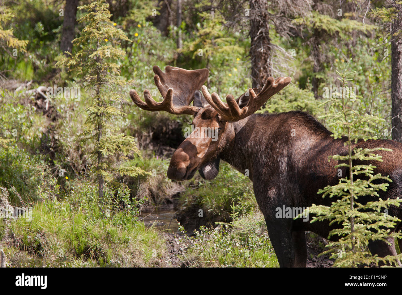 Three moose hi-res stock photography and images - Alamy
