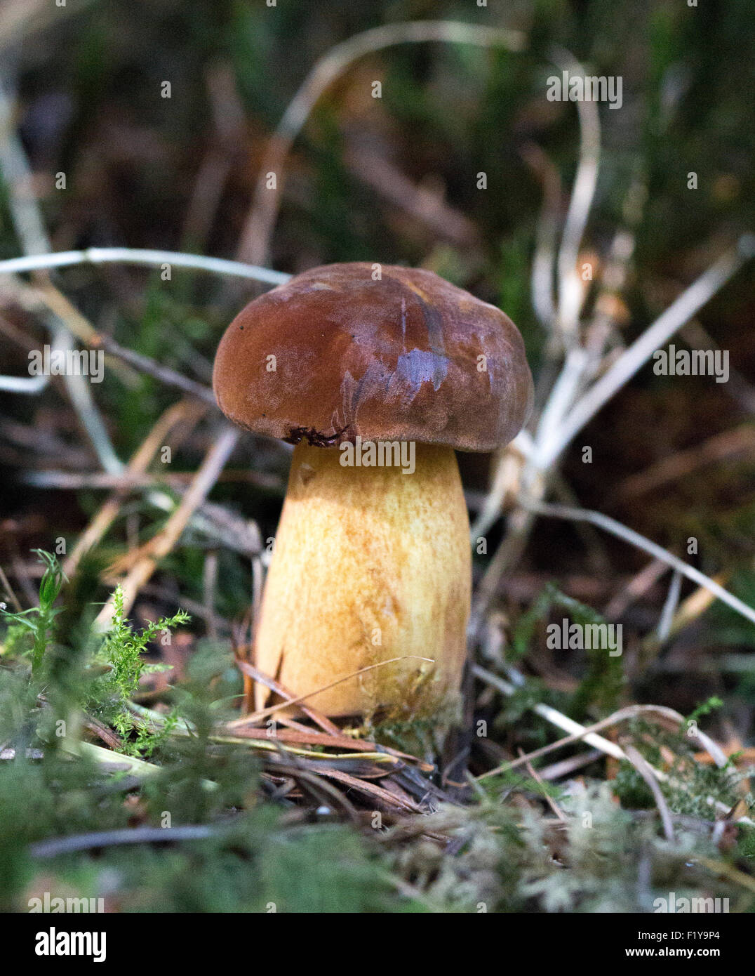 Young Cep / porcini Mushroom Boletus Edulis Stock Photo - Alamy