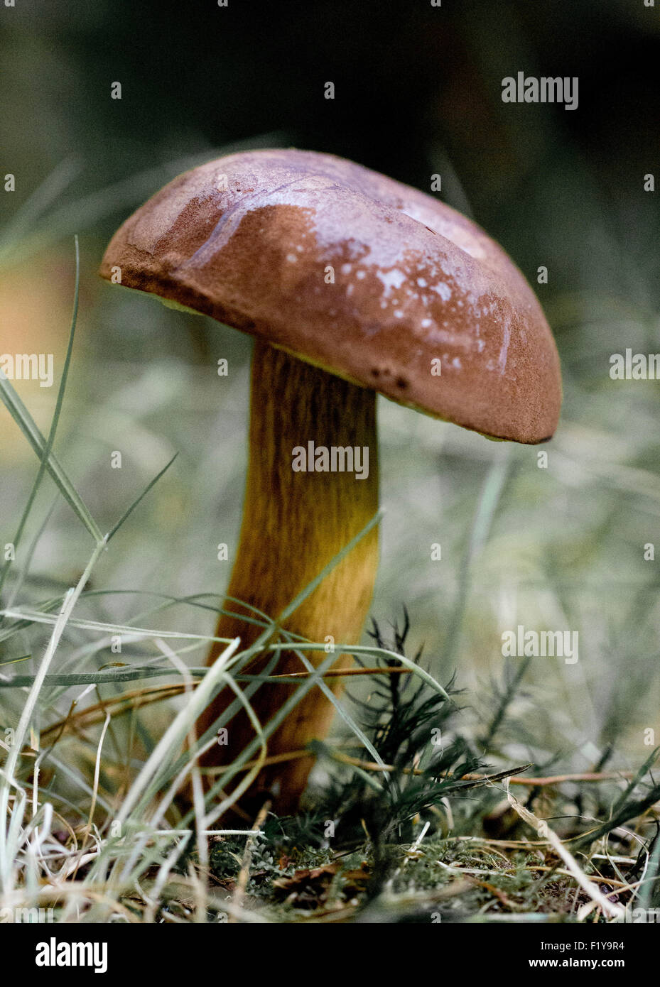 Bay Bolete Mushroom Boletus Badius Stock Photo - Alamy
