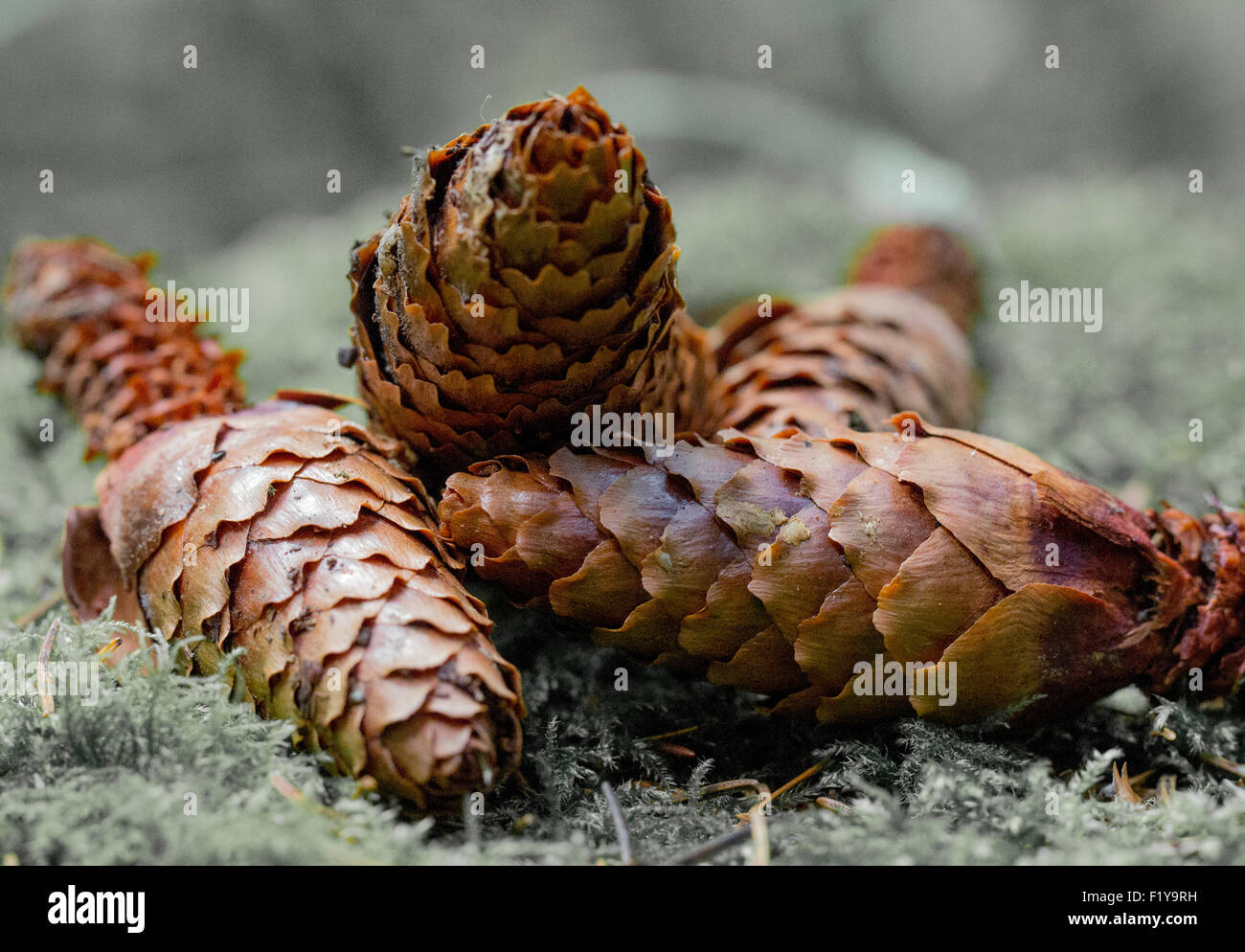 Spruce cones hi-res stock photography and images - Alamy