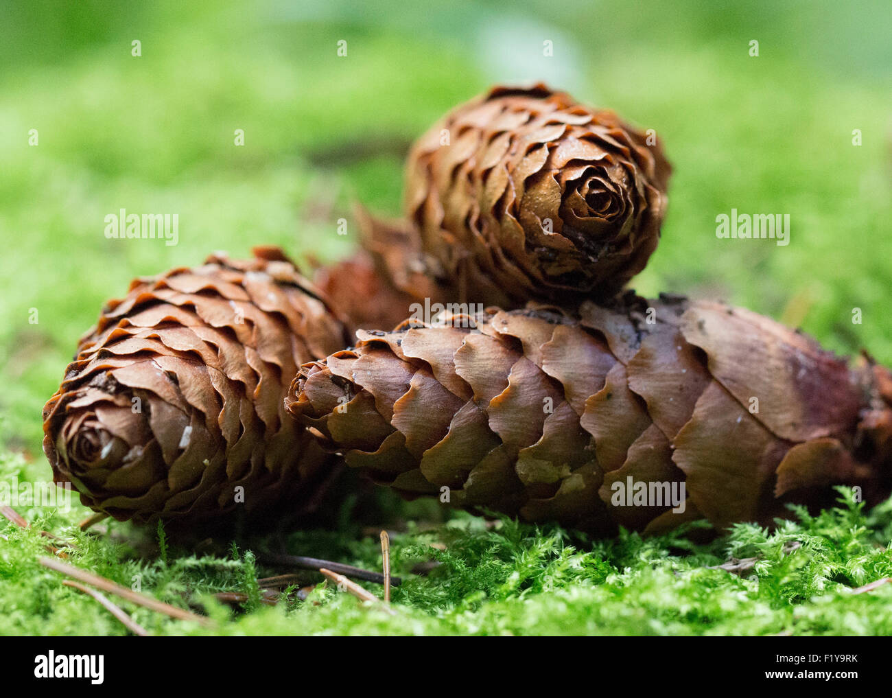 Spruce cones hi-res stock photography and images - Alamy