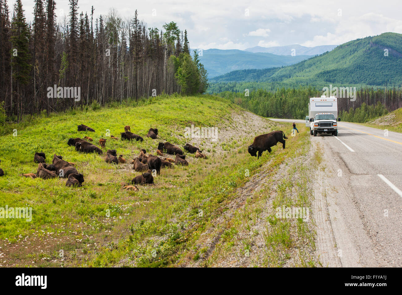 Canada,Crossing,American Buffalo,Alaska Highway Stock Photo - Alamy
