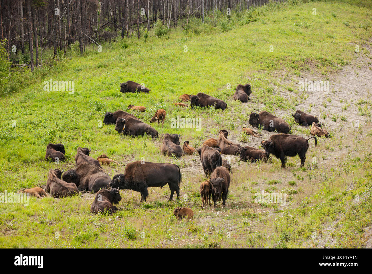 Herd,Canada,American Buffalo,Alaska Highway Stock Photo - Alamy