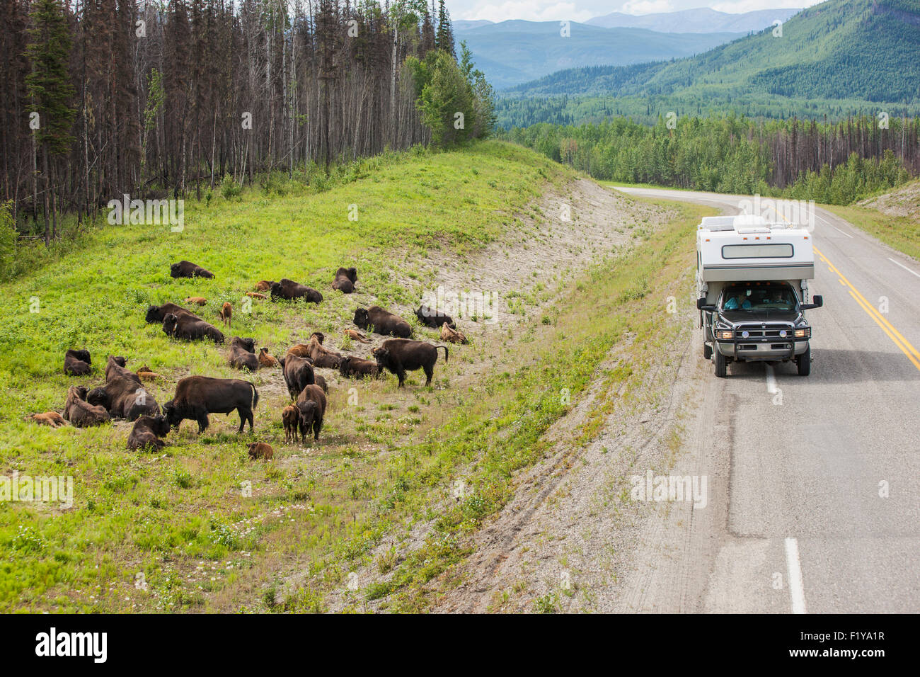 Buffalo blocking road hi-res stock photography and images - Alamy