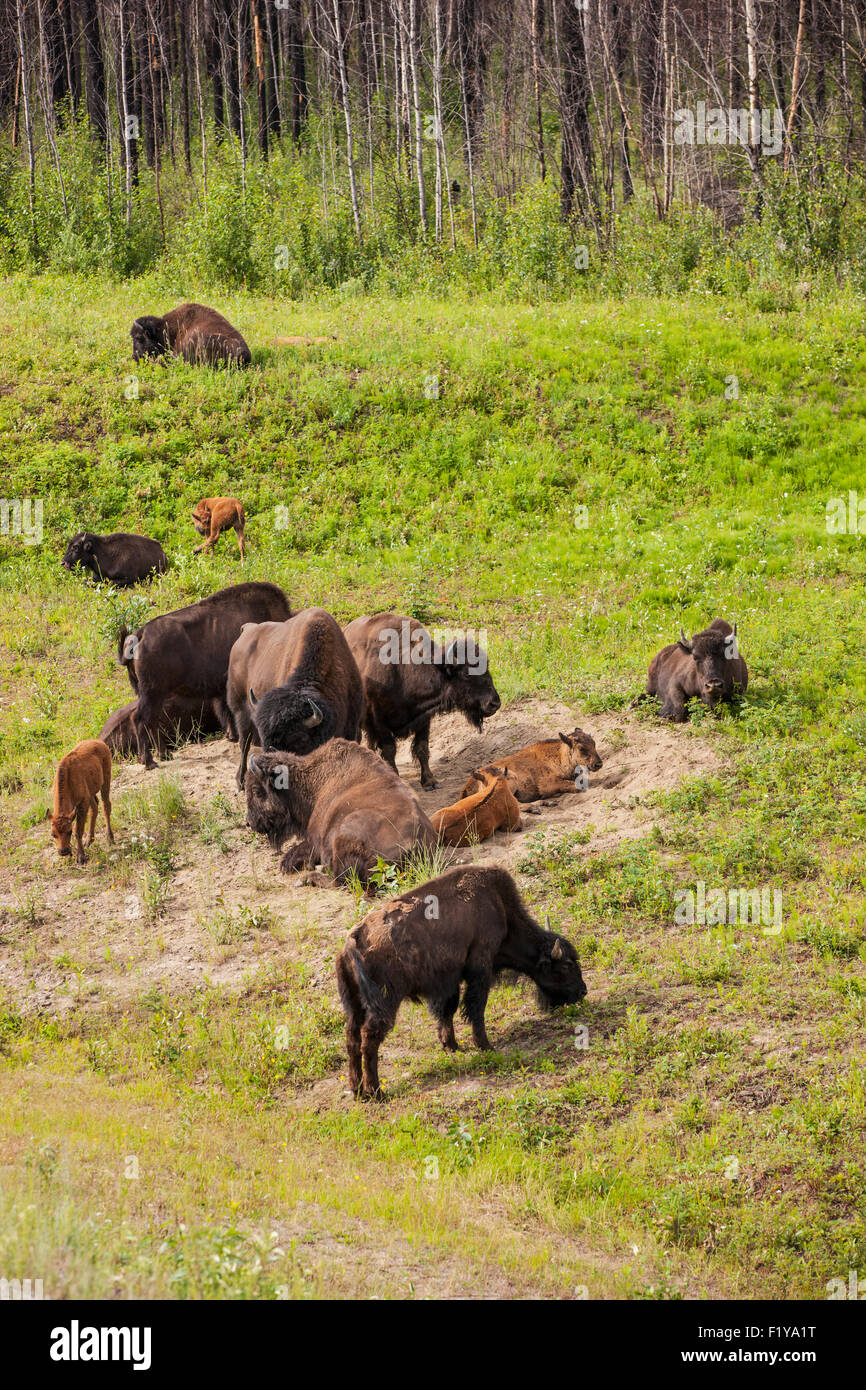 Large group of buffalo hi-res stock photography and images - Alamy
