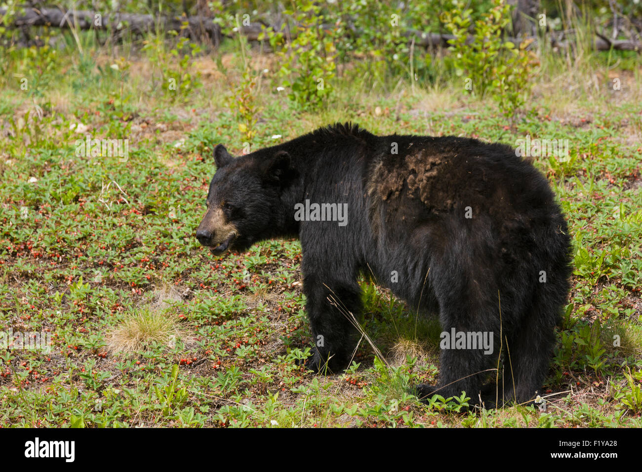 Black bear side view hi-res stock photography and images - Alamy