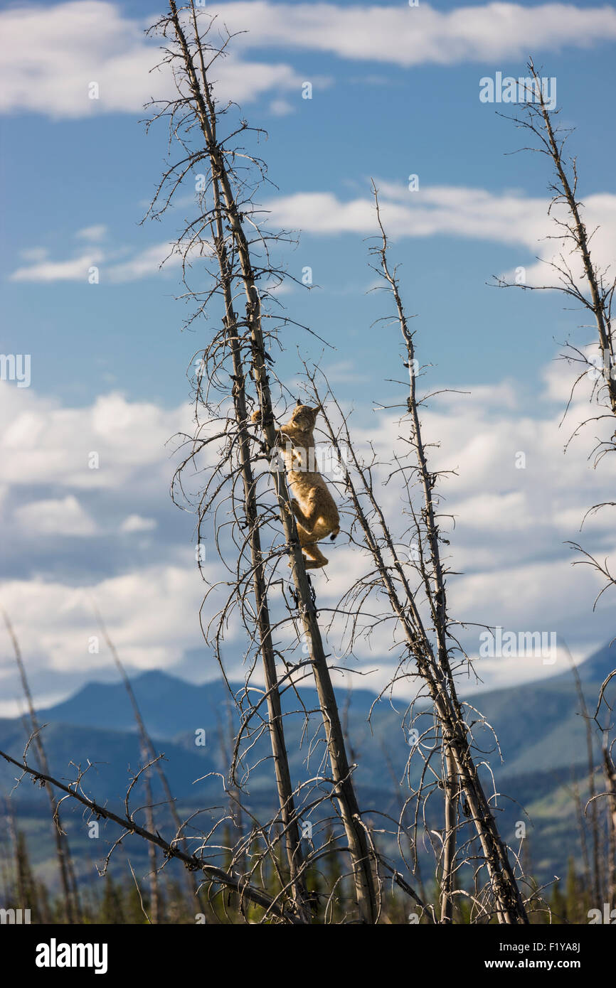 Dead lynx is hi-res stock photography and images - Alamy
