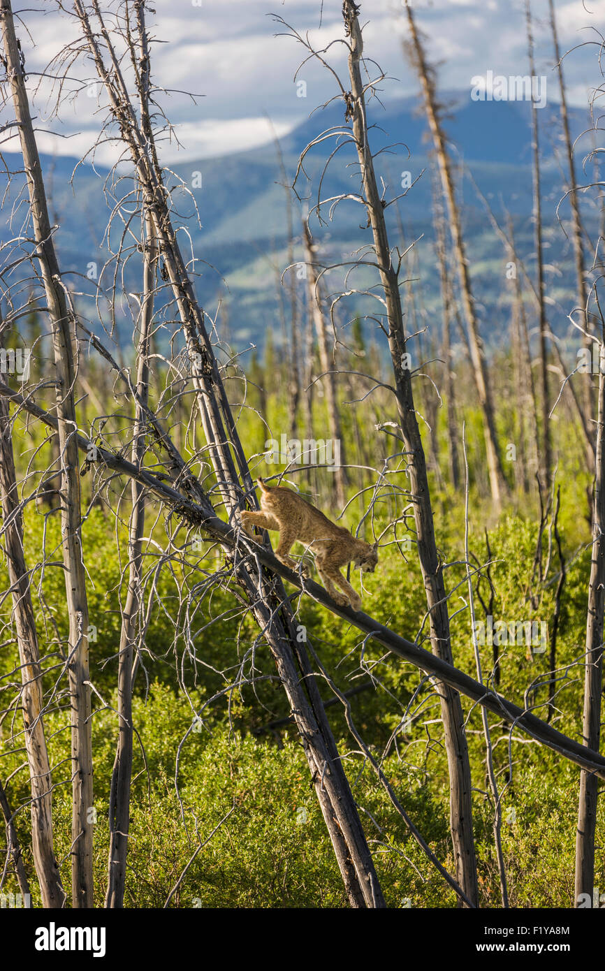 Lynx canadensis tree hi-res stock photography and images - Alamy
