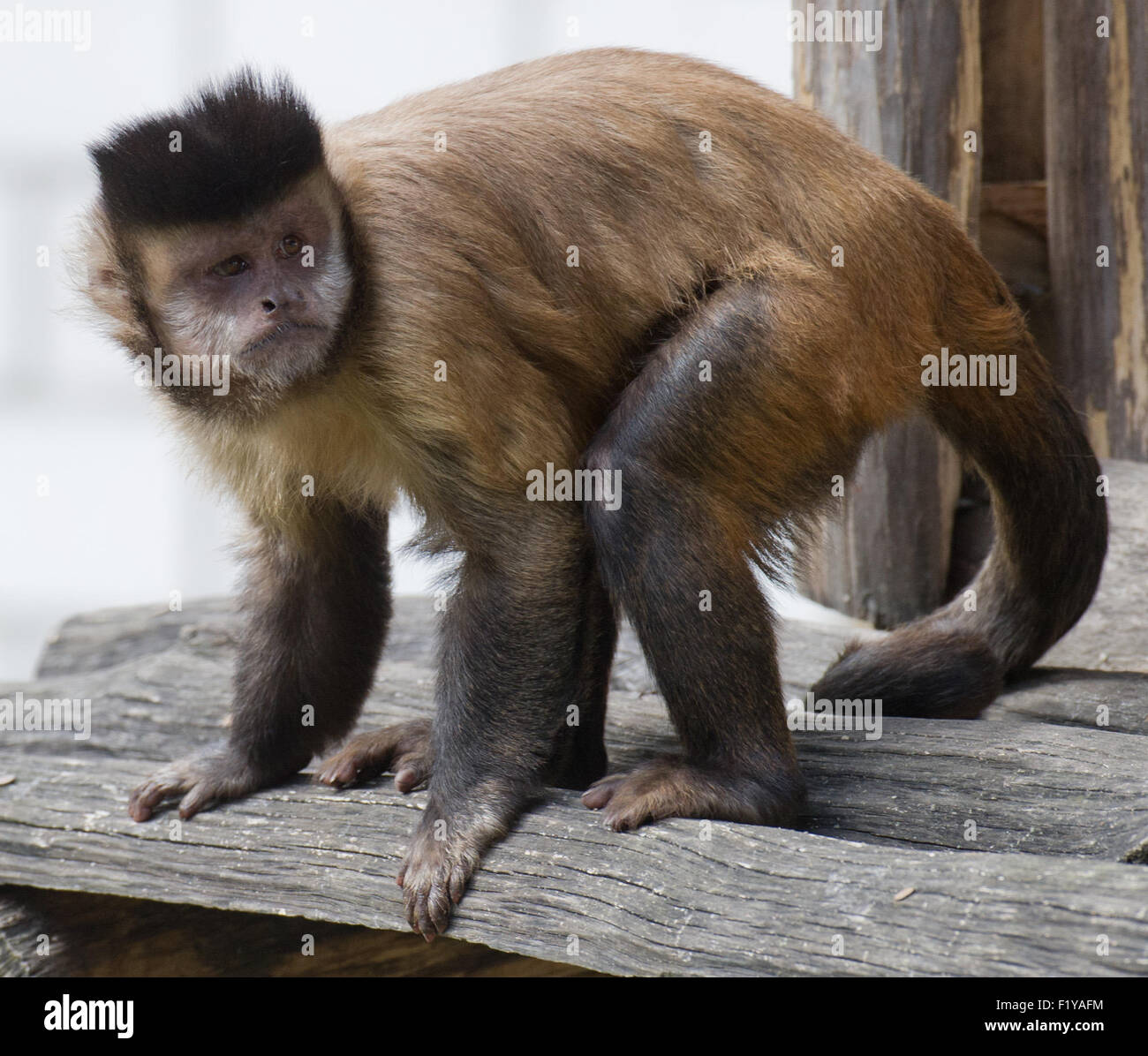 Sauer animal hi-res stock photography and images - Alamy