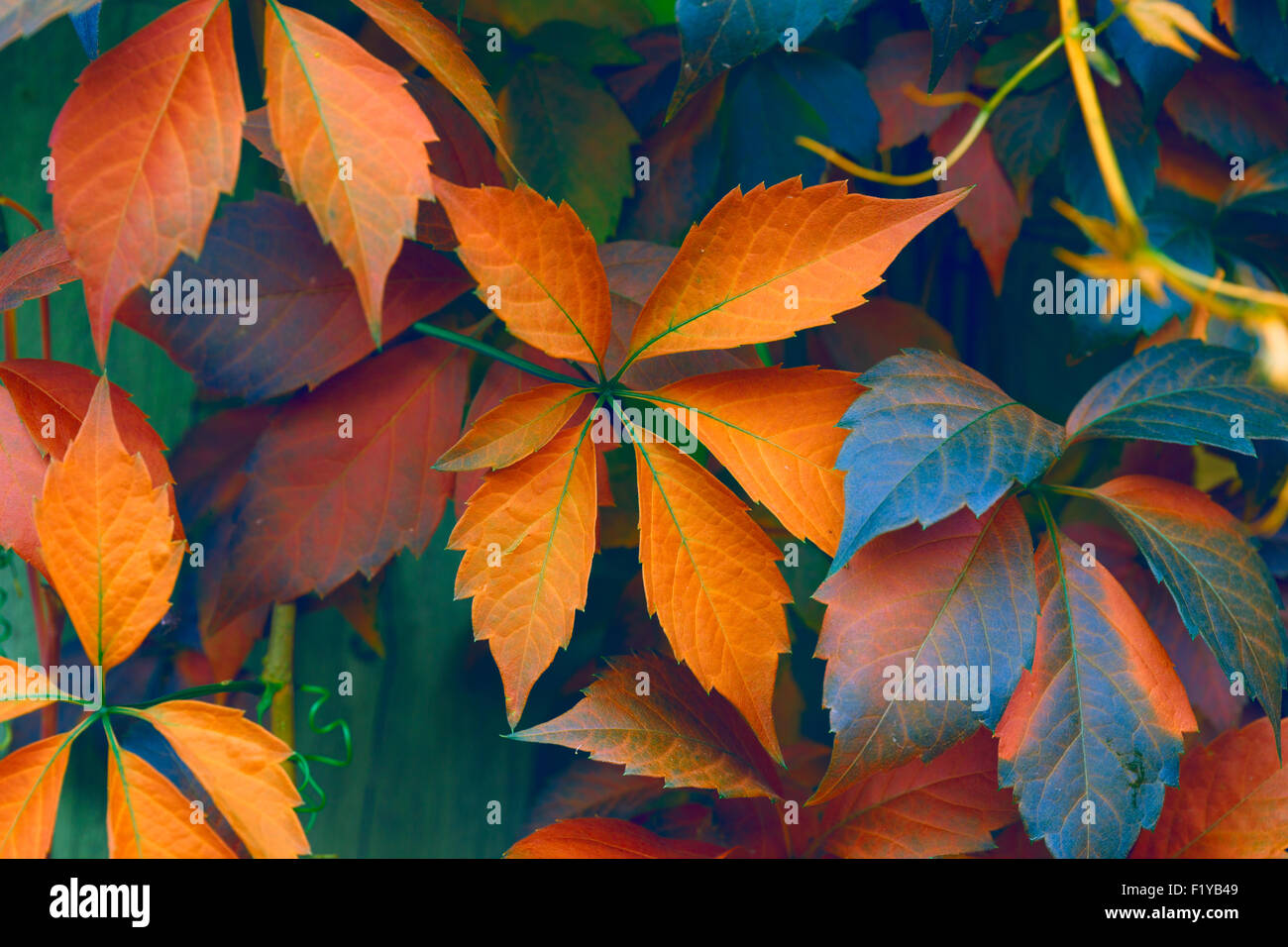 Natural background: leaves of bright colors Stock Photo - Alamy