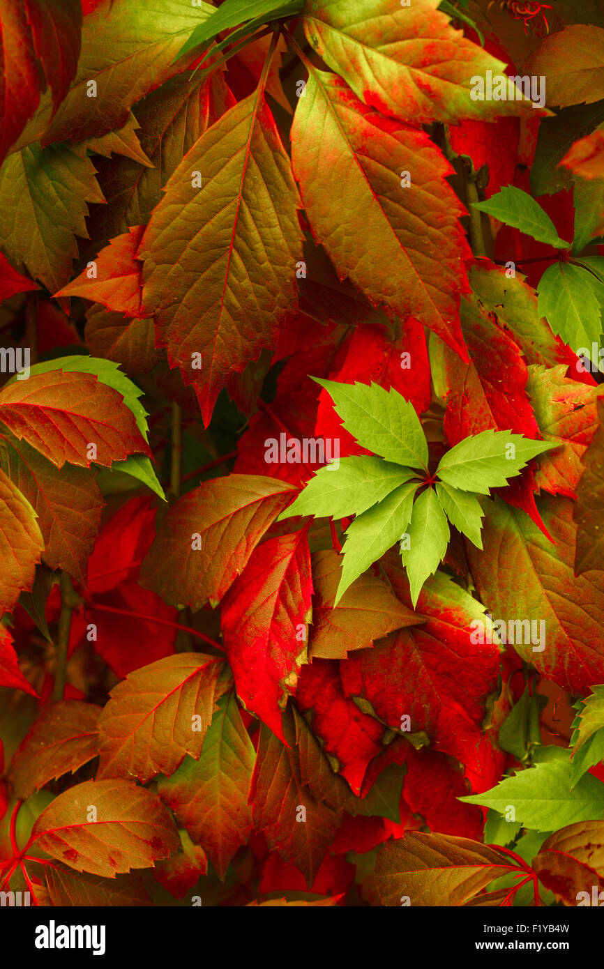Natural background: leaves of bright colors Stock Photo - Alamy