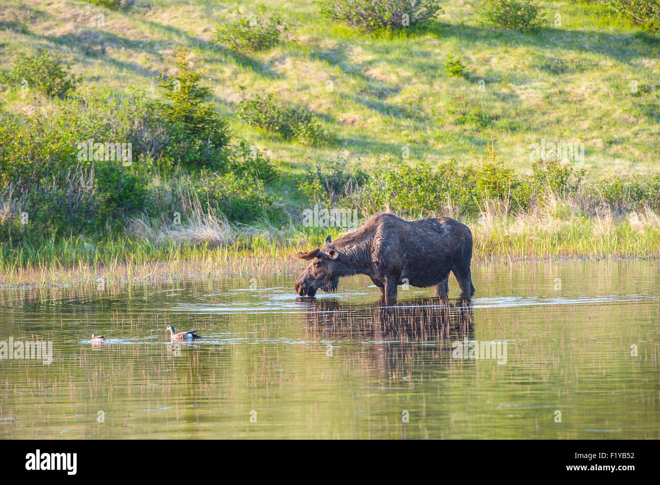 Moose pond trail hi-res stock photography and images - Alamy