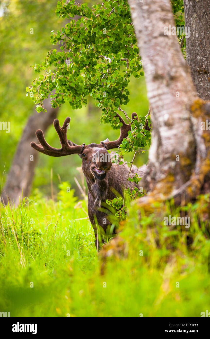 Moose head front hi-res stock photography and images - Alamy