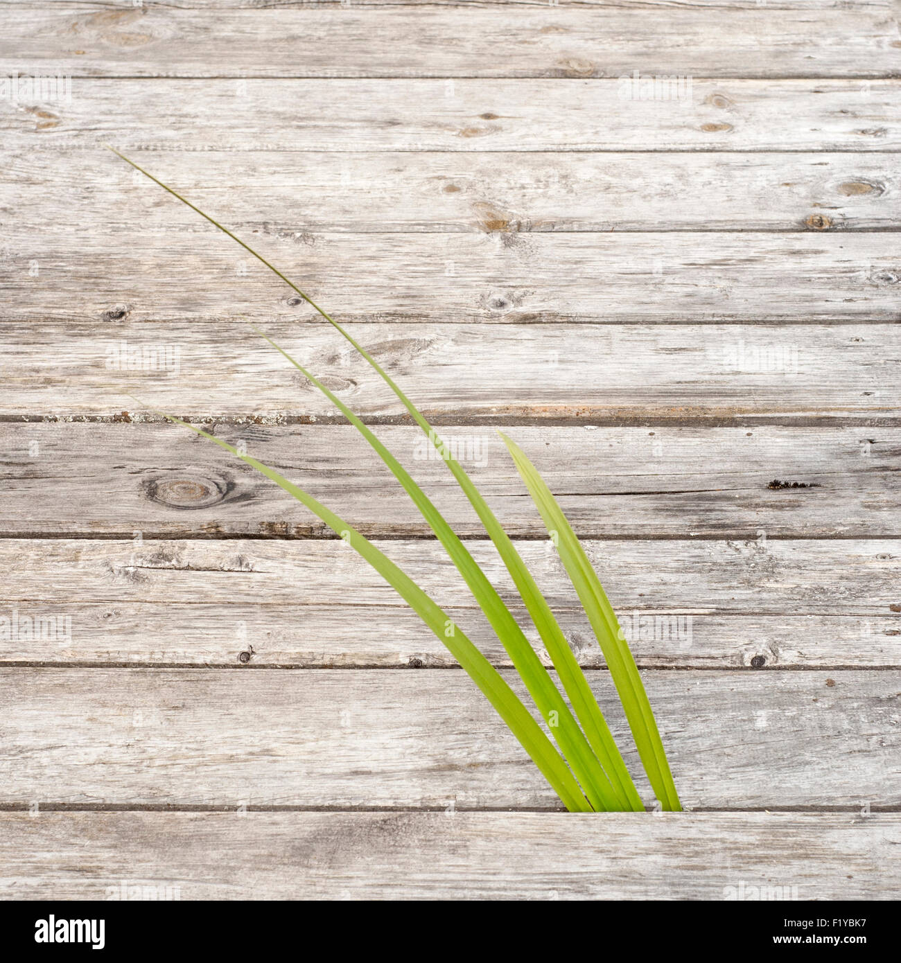 Green reed growing in gap between wooden pathway Stock Photo - Alamy