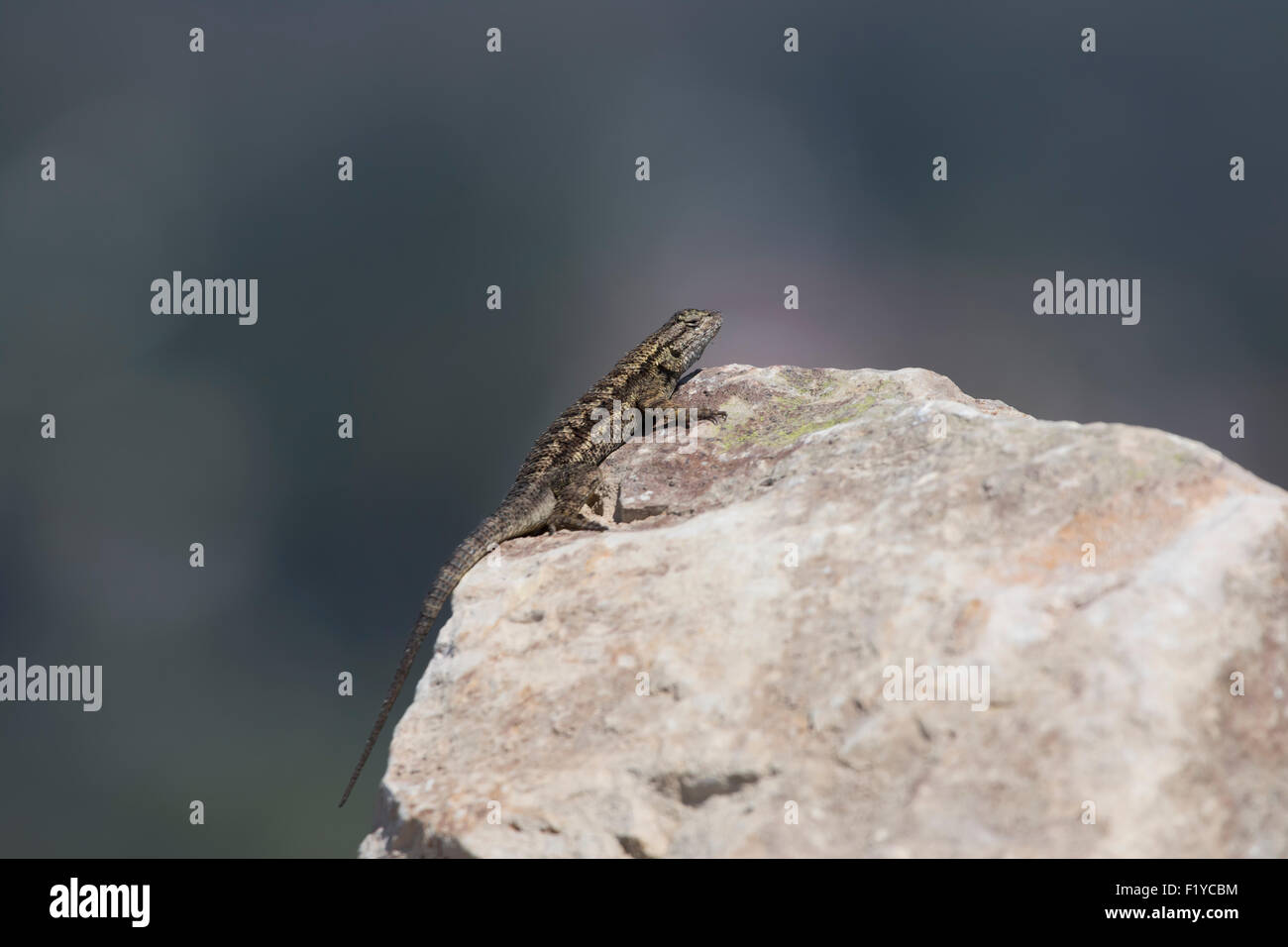 A lizard sunning its self on a rock in the morning overlooking Orange ...