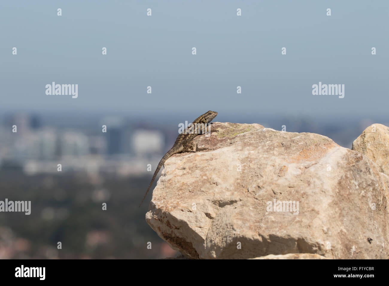 A lizard sunning its self on a rock in the morning overlooking Orange ...