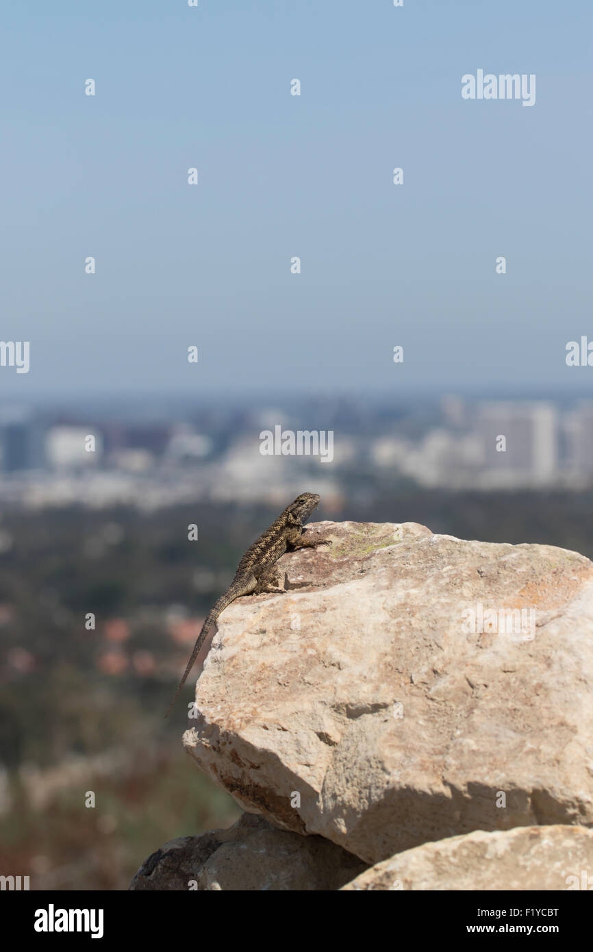 Sunning your self hi-res stock photography and images - Alamy