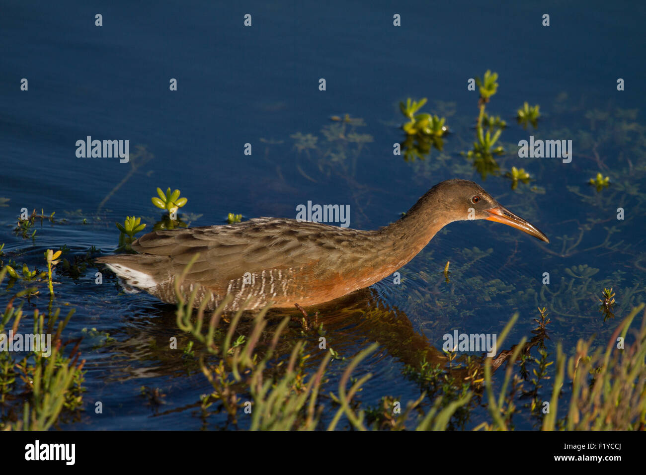 The wild endangered and highly secretive light-footed clapper rail bird ...