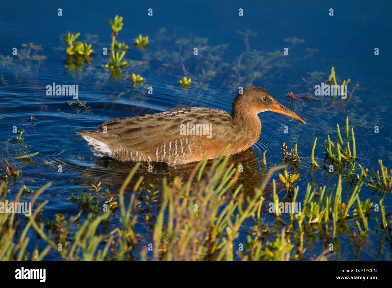 The wild endangered and highly secretive light-footed clapper rail bird ...