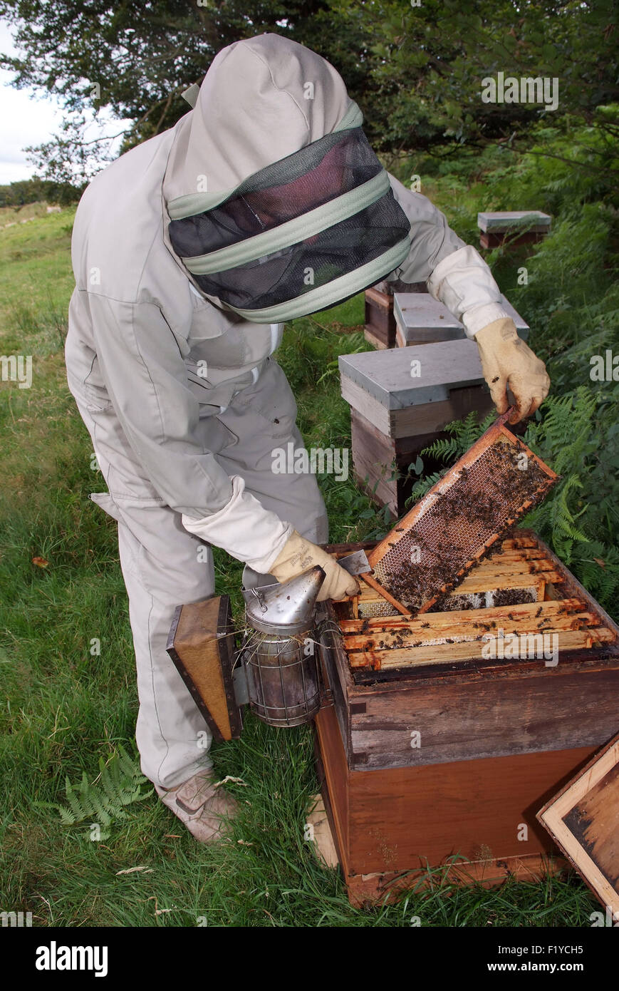 Welsh beekeeper Les Chirnside of Skirrid Honey Farm, where he tends his ...