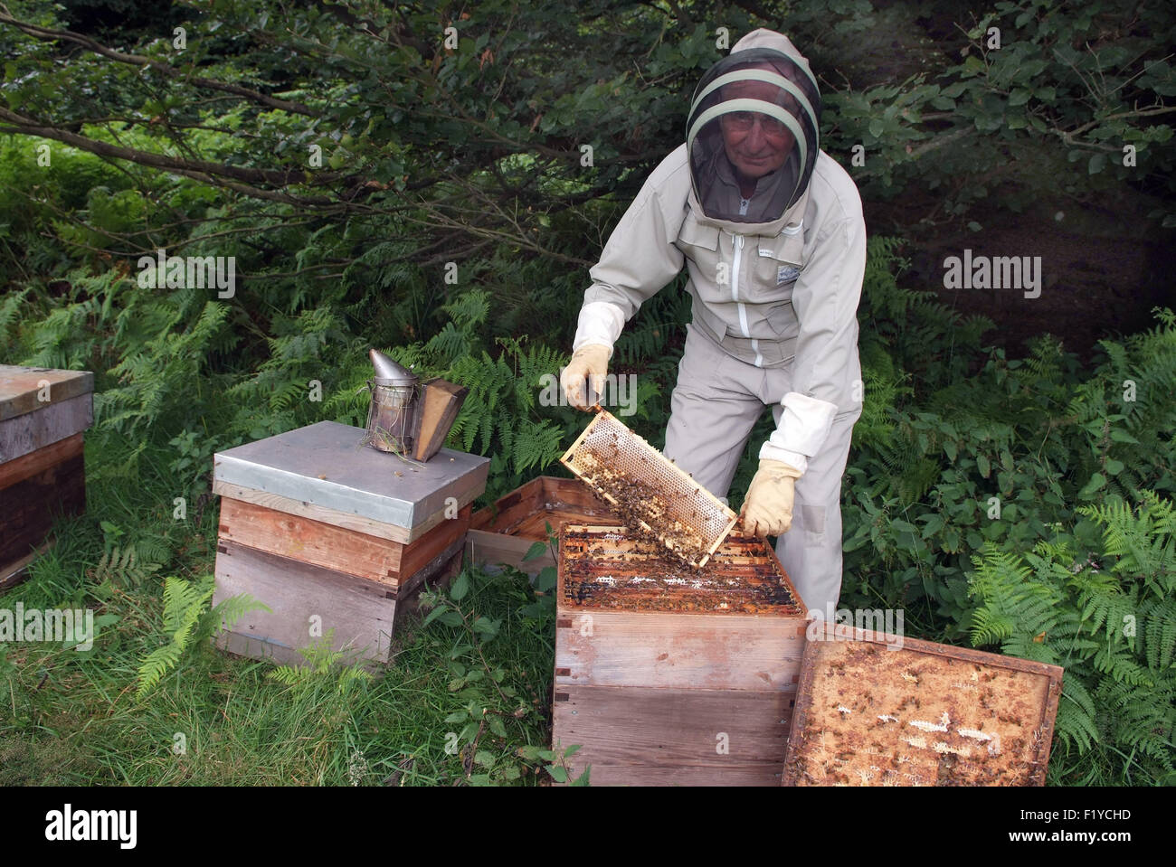 Welsh beekeeper Les Chirnside of Skirrid Honey Farm, where he tends his ...