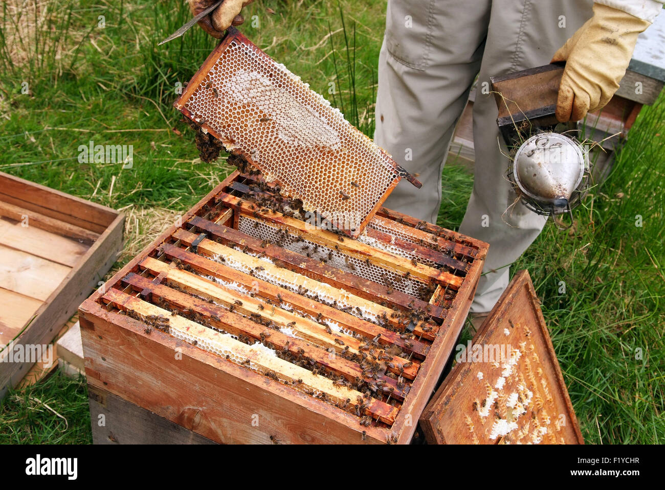 Welsh honey bees hi-res stock photography and images - Alamy