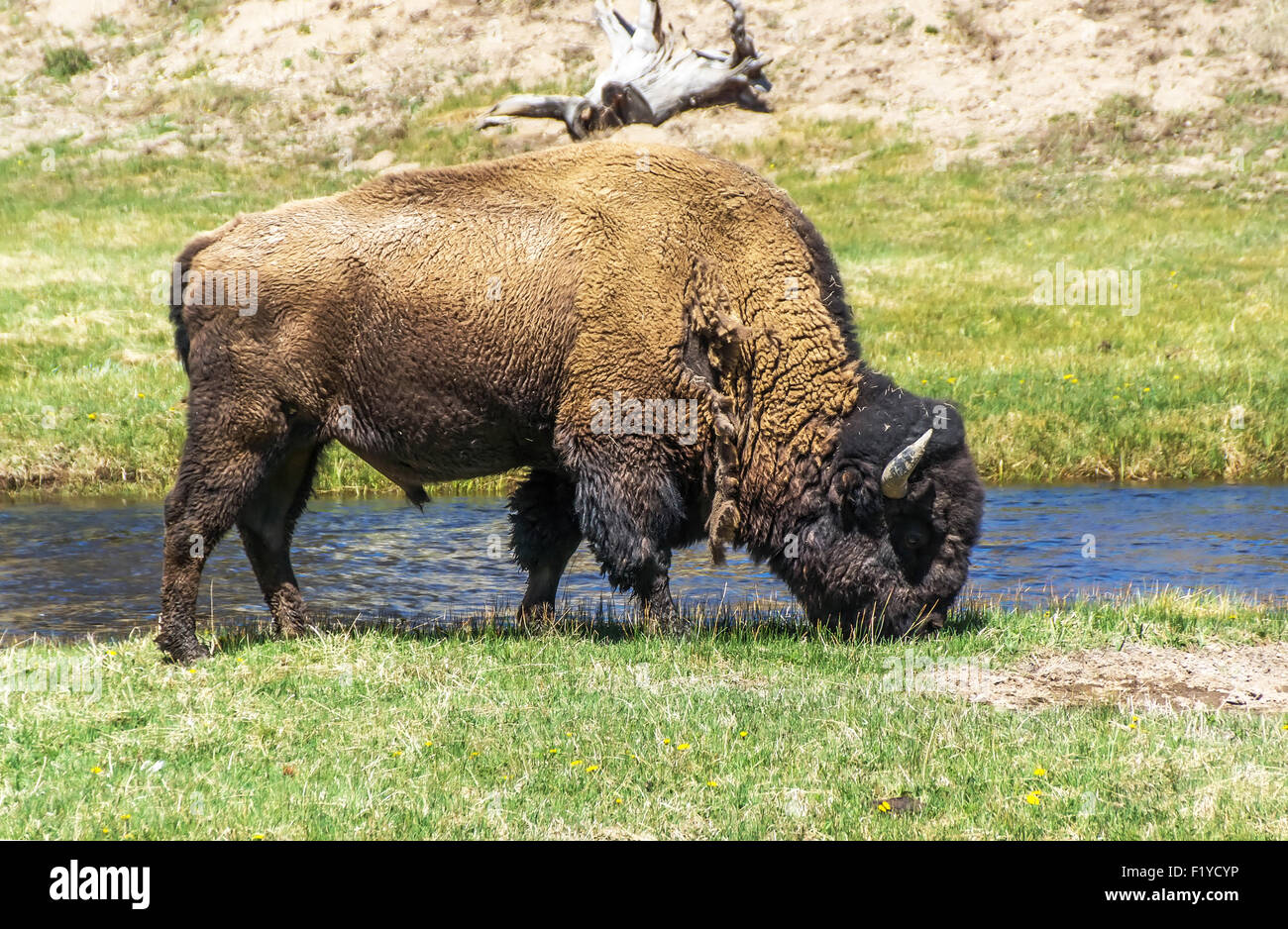 Large male buffalo grazing in Yellowstone National Park Stock Photo - Alamy