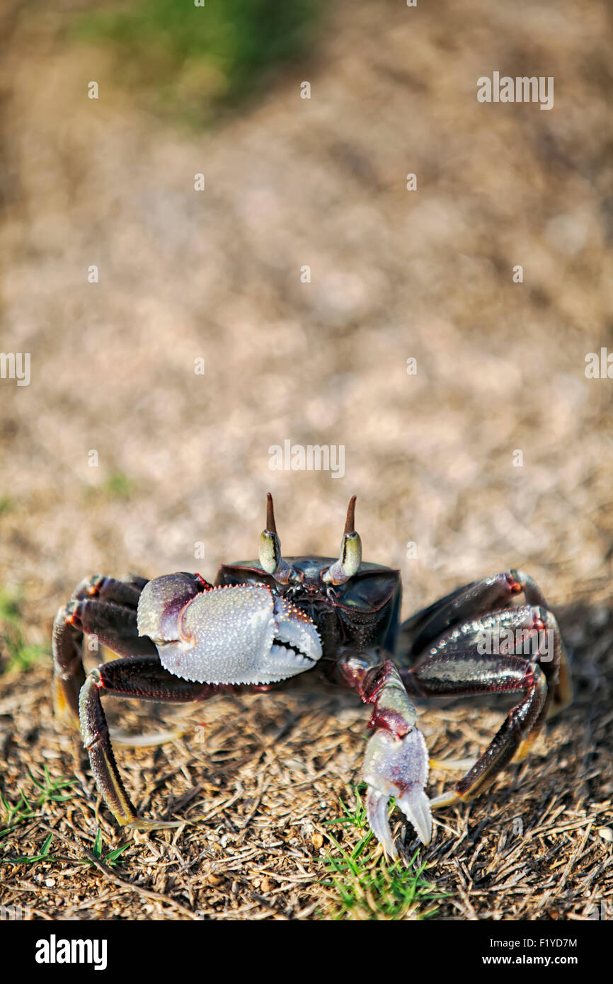 Hippoidea hi-res stock photography and images - Alamy