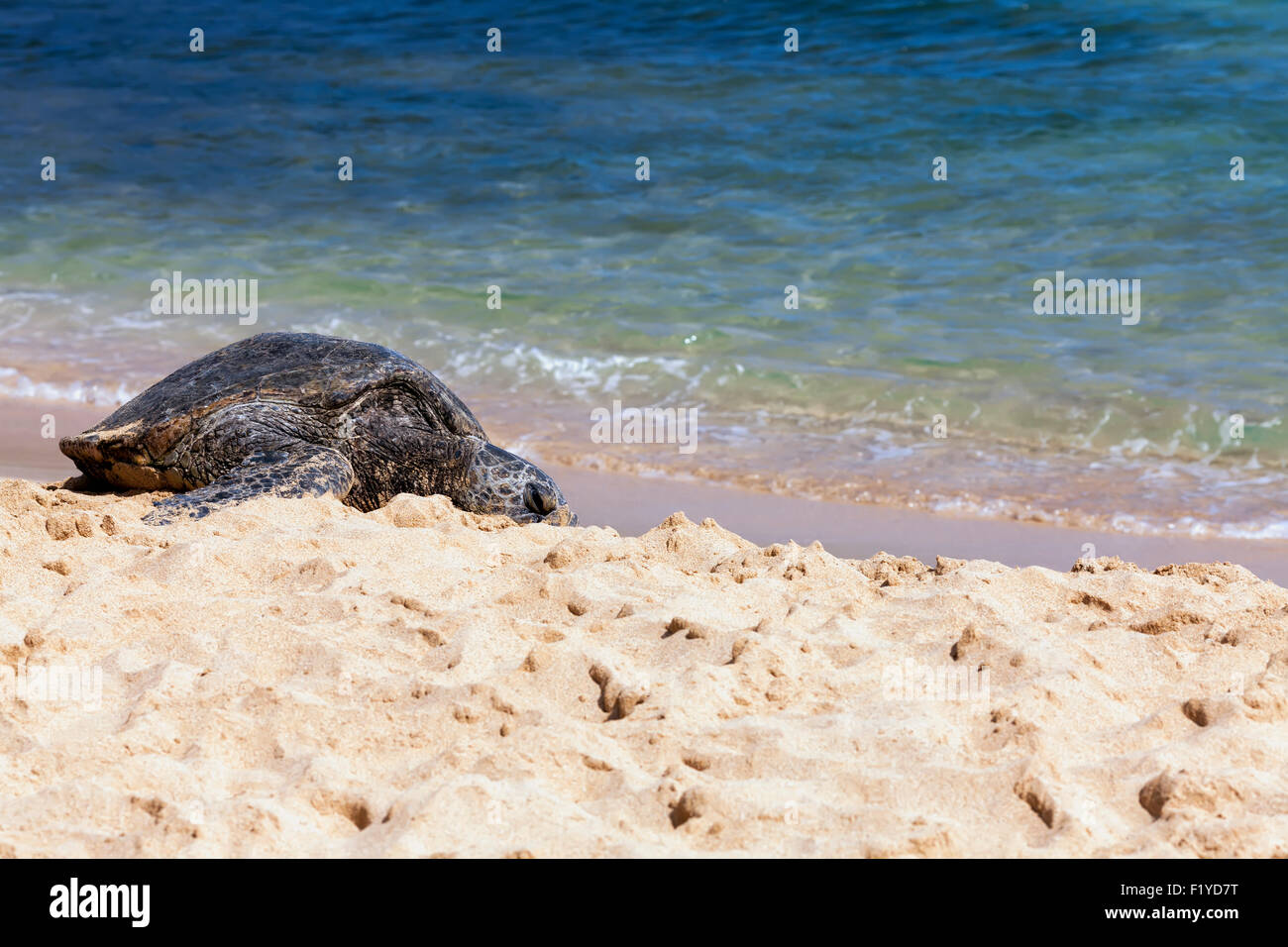Beach,Hawaii,Kauai,Green Sea Turtle Stock Photo - Alamy