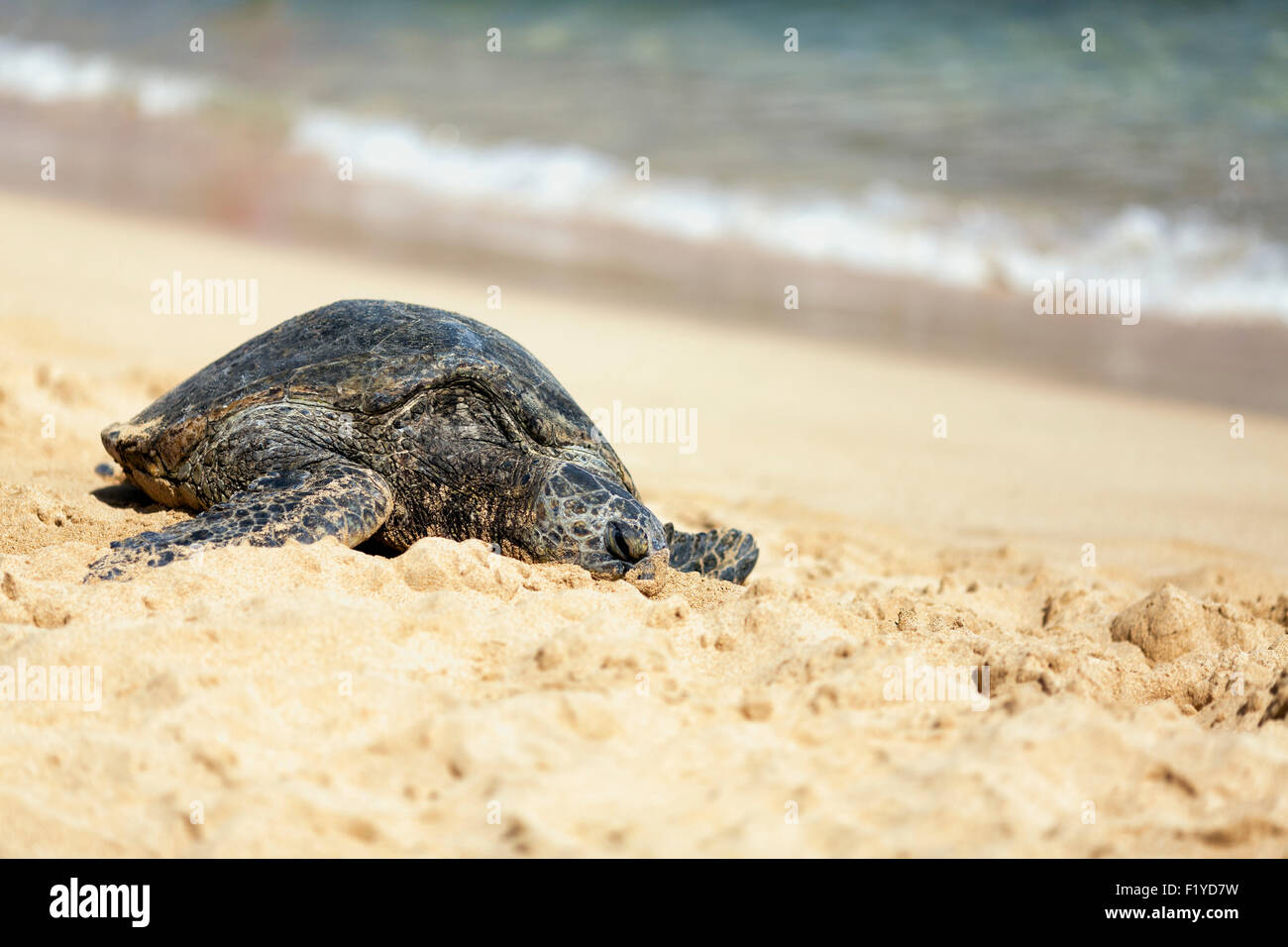 Beach,Hawaii,Kauai,Green Sea Turtle Stock Photo - Alamy