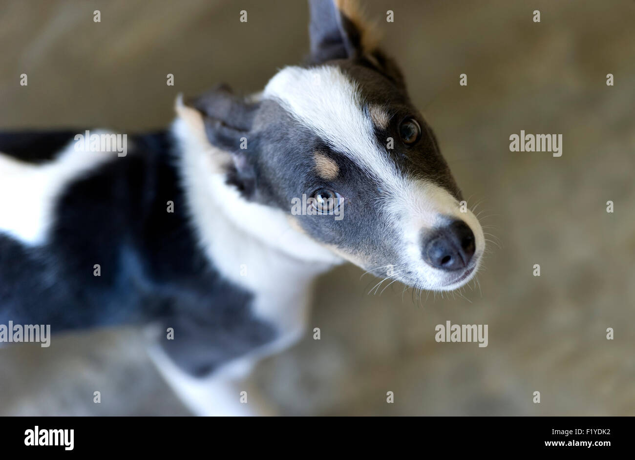 Cute dog looking up is an adorable dog looking up with strong side ...