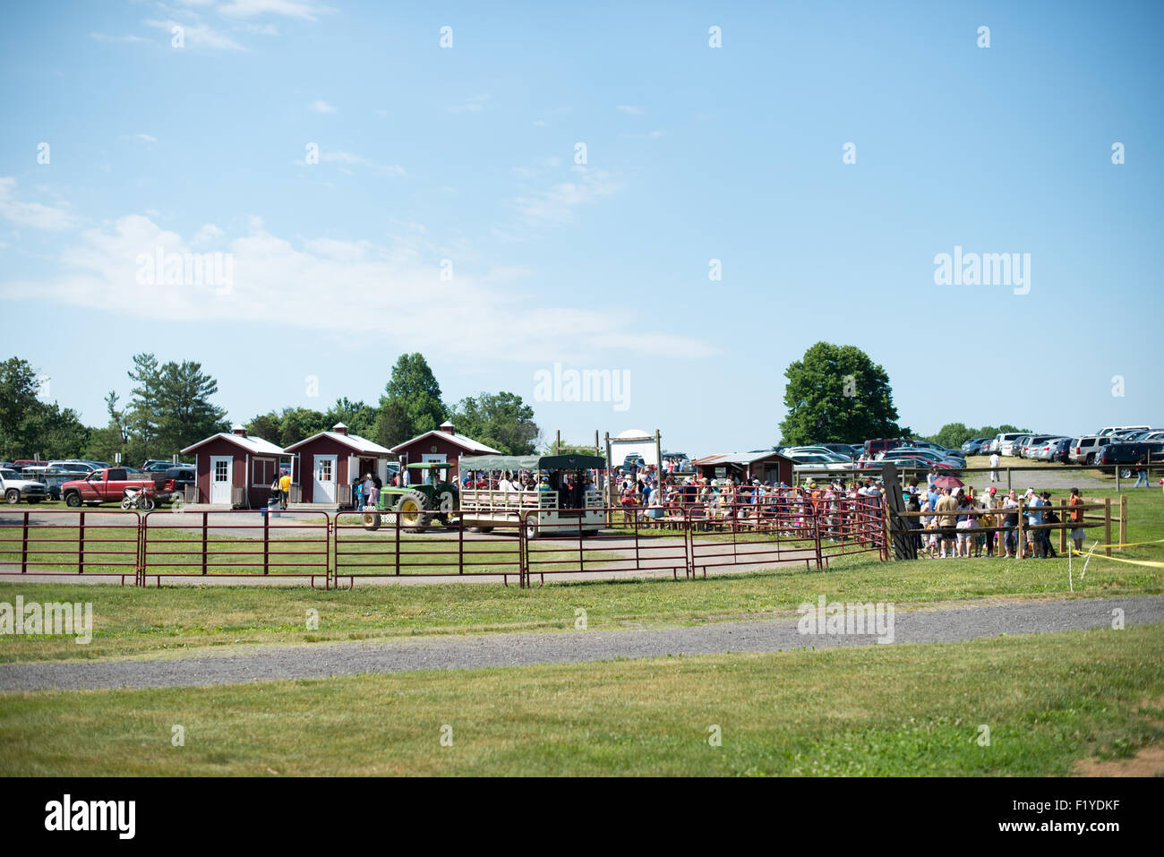Butler's Orchard Visitors Strawberry Picking Germantown Maryland ...