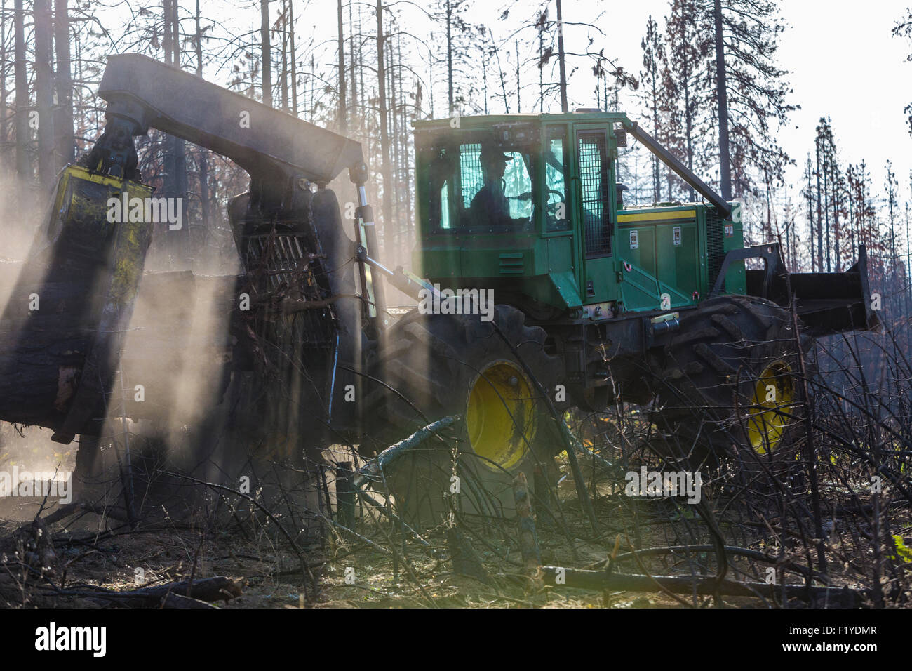 Timber faller hi-res stock photography and images - Alamy