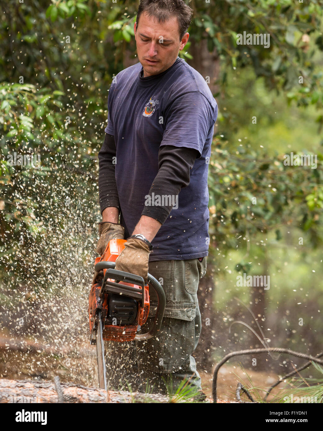 Timber faller hi-res stock photography and images - Alamy