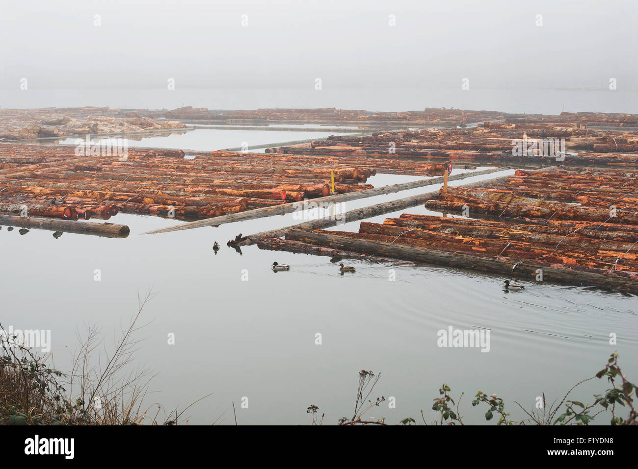 Log boom bc hi-res stock photography and images - Alamy