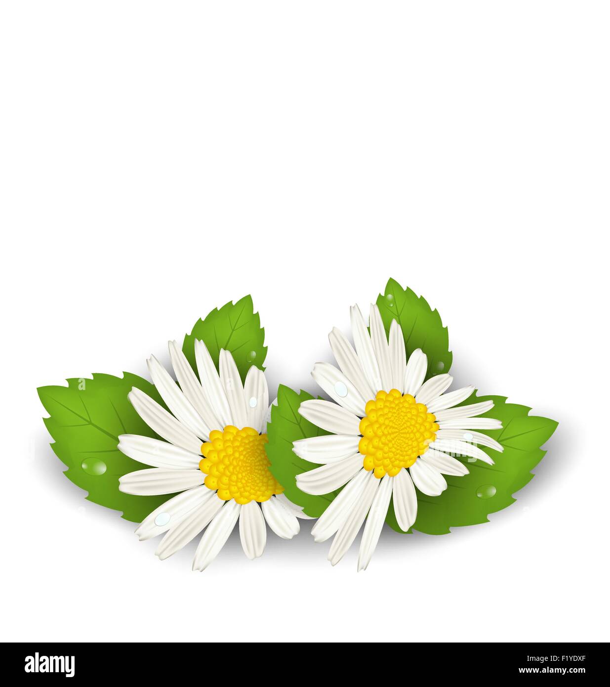 Camomile flowers with shadows on white background Stock Vector Image ...