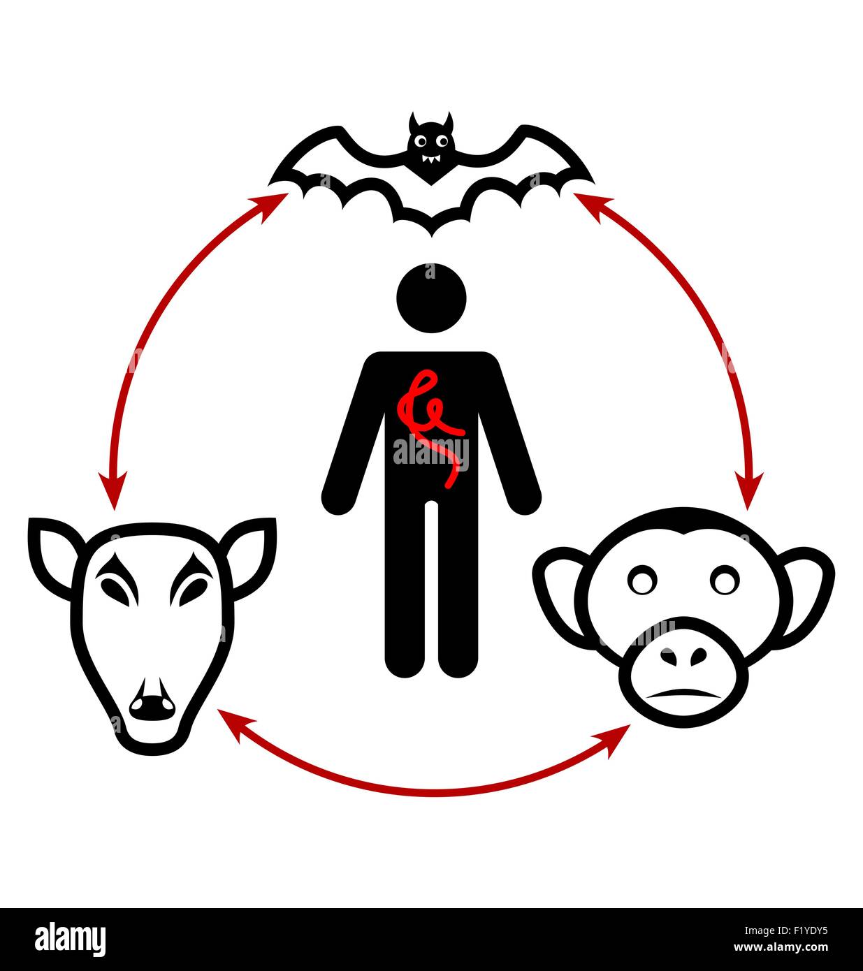 Ebola virus circulation in nature and the way of transmission to Stock ...