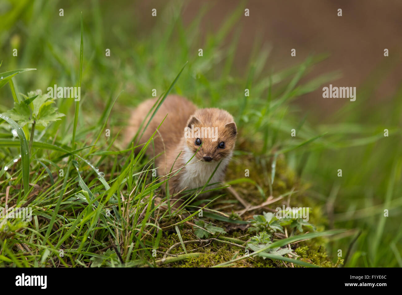 Weasel in the long grass Stock Photo - Alamy