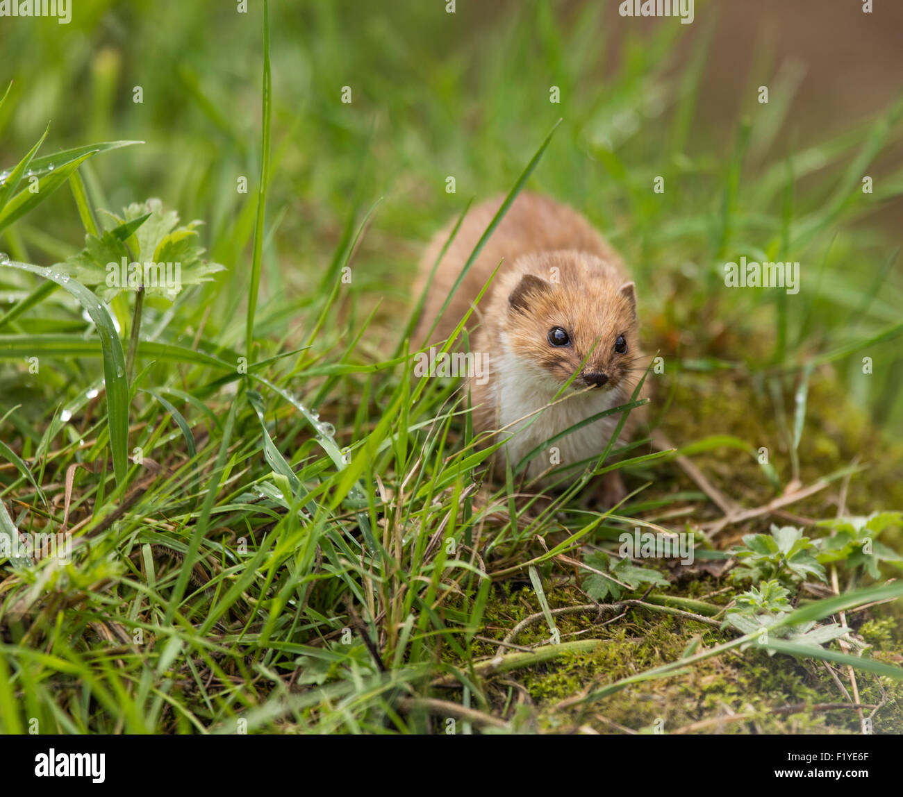Weasel in the long grass Stock Photo - Alamy
