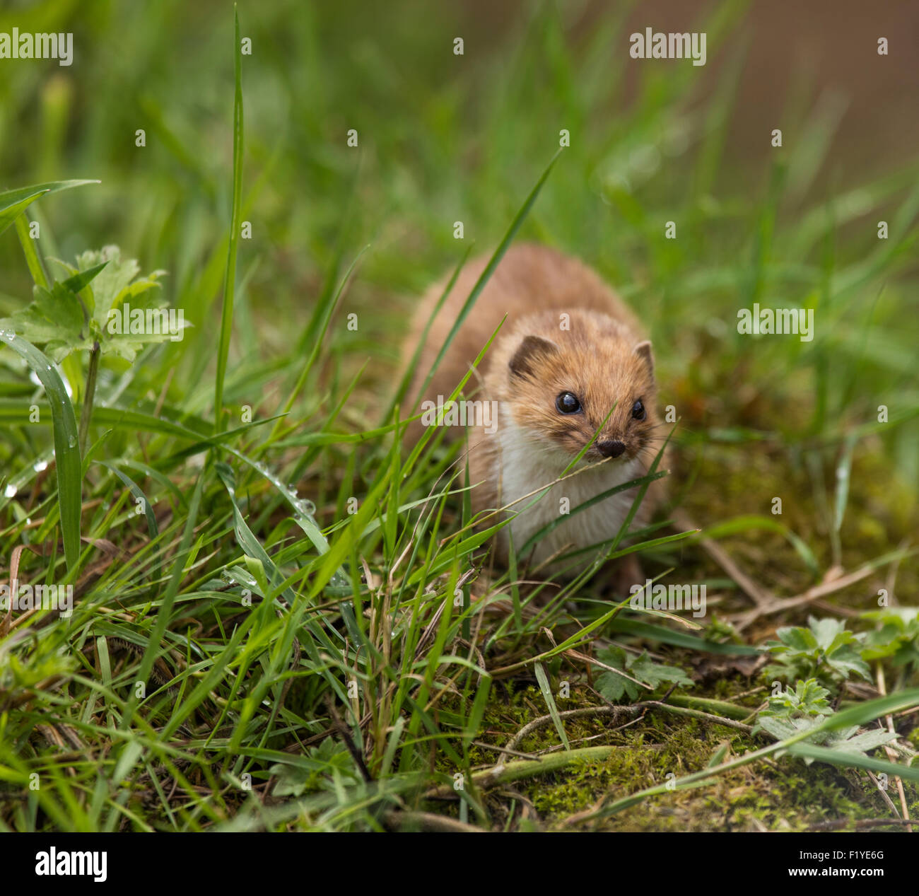 Weasel in the long grass Stock Photo - Alamy